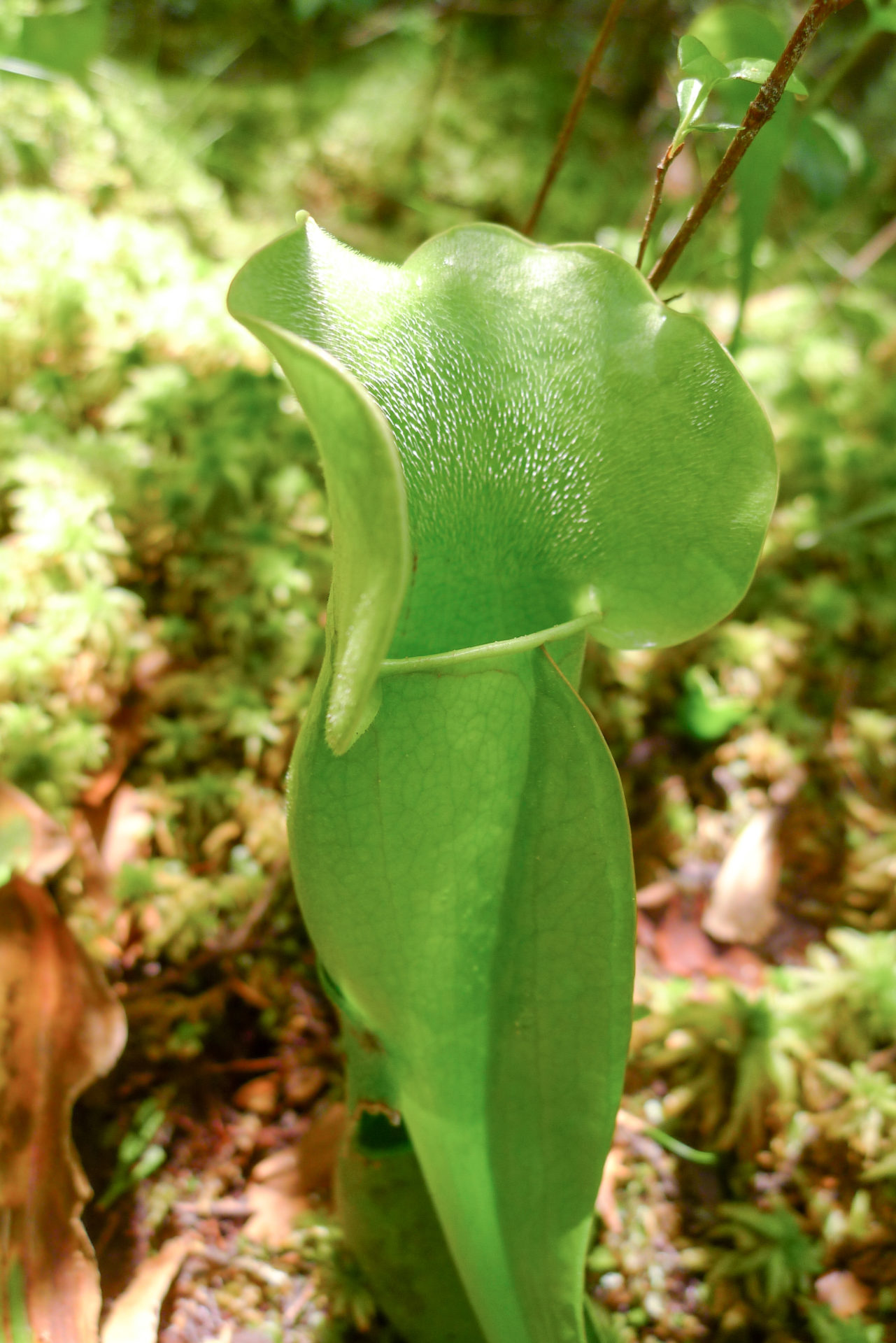 Carnivorous Plants in Minnesota - Bell Museum